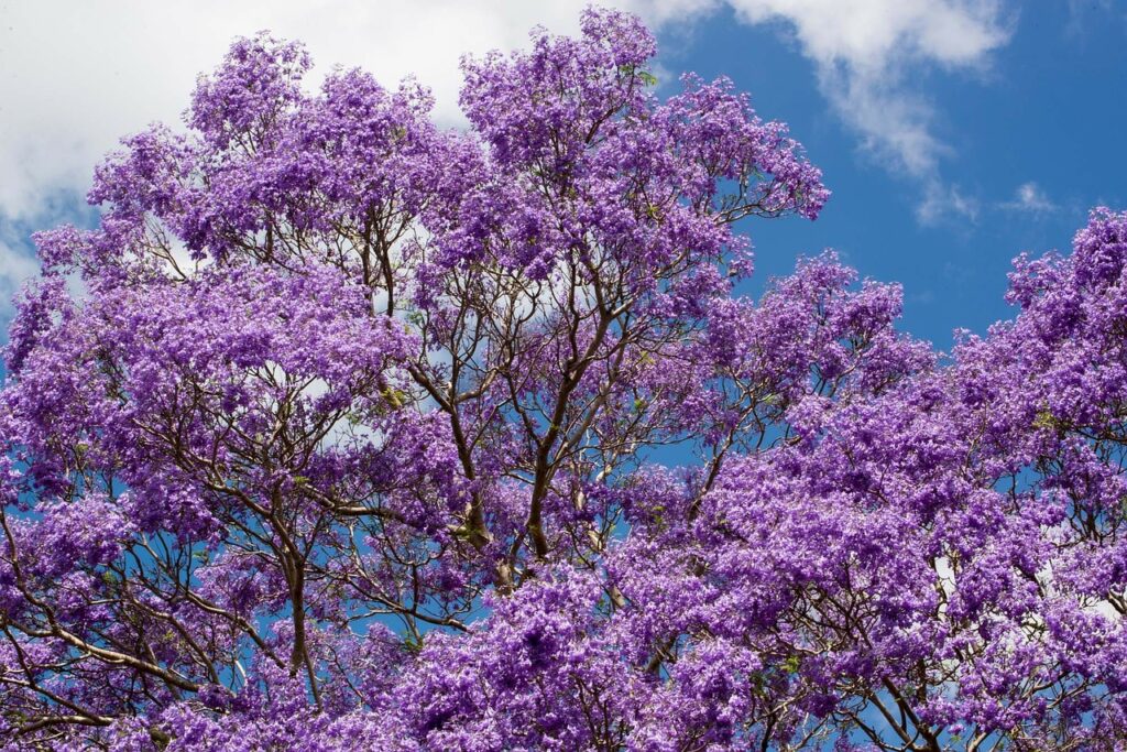 The Jacarandas are Blooming – The Importance of Stories – The Same Mountain